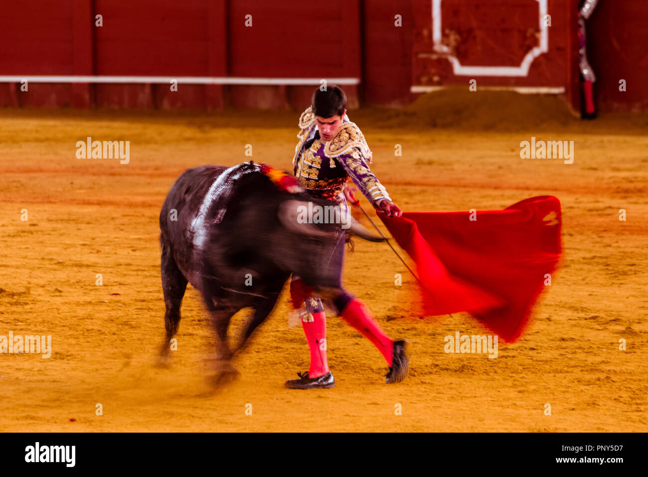 Racing bull with Matador, Torero or Toureiro in traditional dress ...