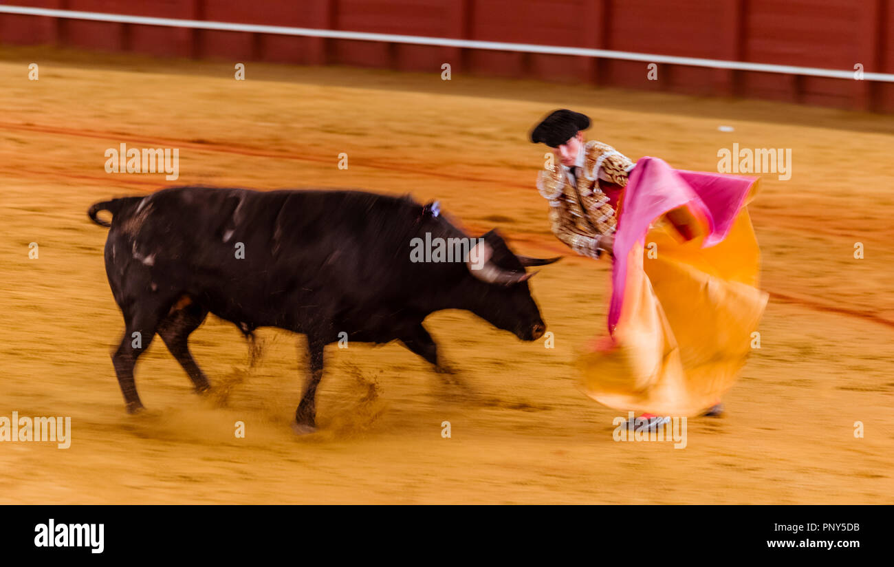 Racing bull with matador, torero or toureiro in traditional clothes ...