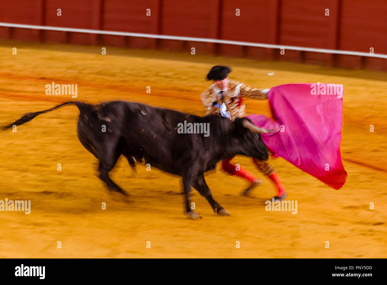 Racing bull with matador, torero or toureiro in traditional clothes ...