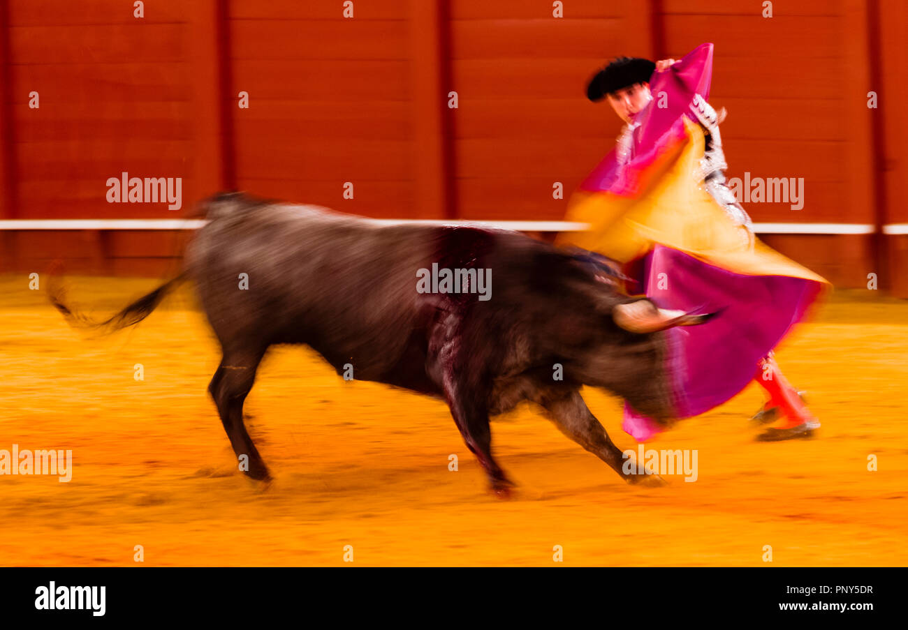 Racing bull with matador, torero or toureiro in traditional clothes ...