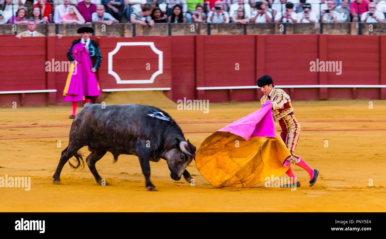 Racing bull with matador, torero or toureiro in traditional clothes ...