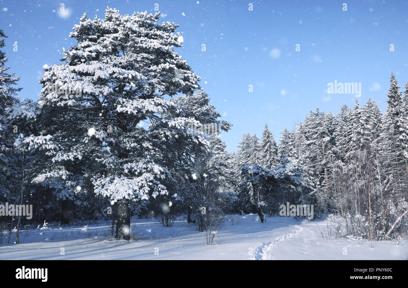 magic pine forest in winter season in snow Stock Photo - Alamy