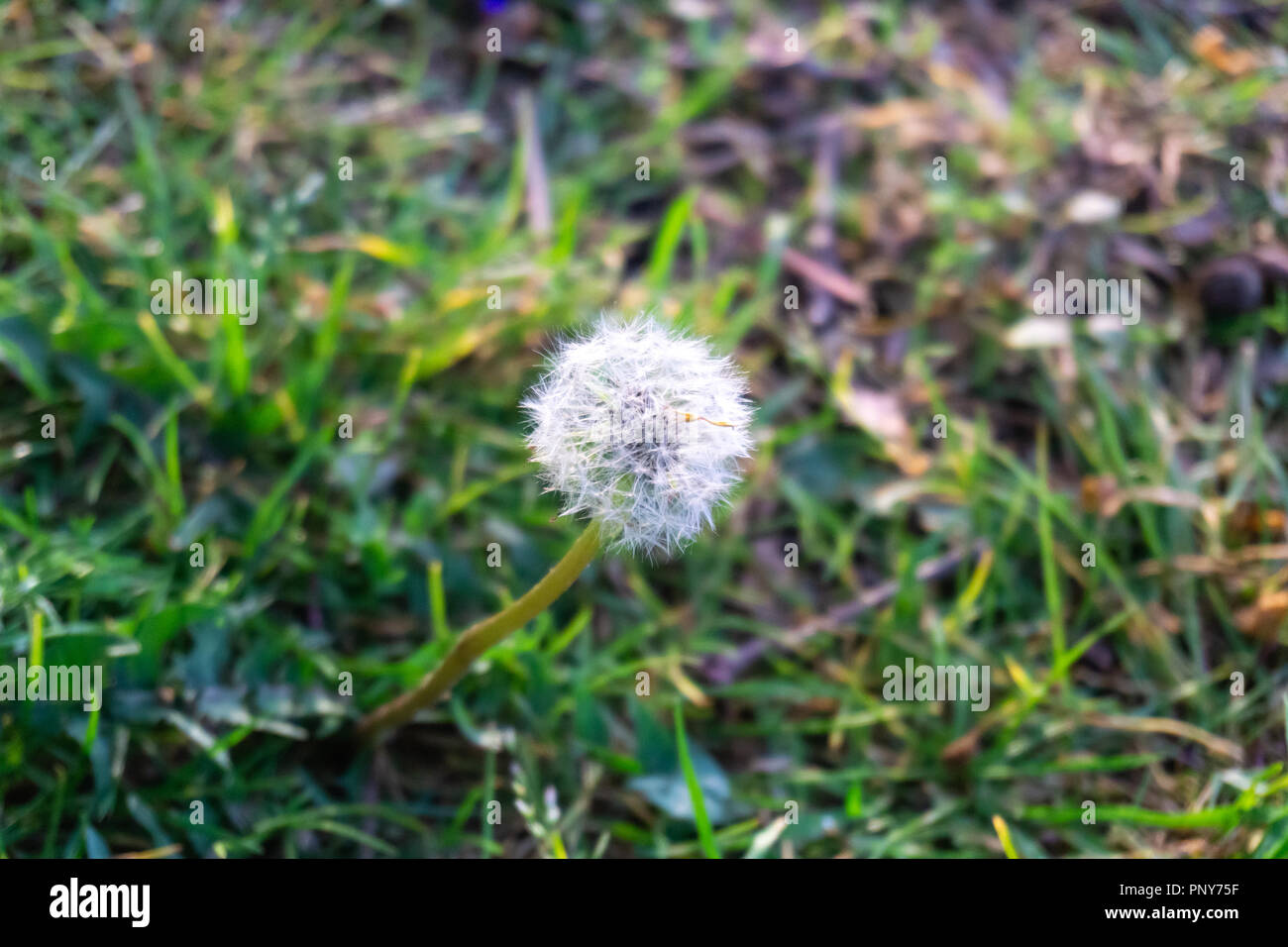 Make a wish flower hi-res stock photography and images - Alamy