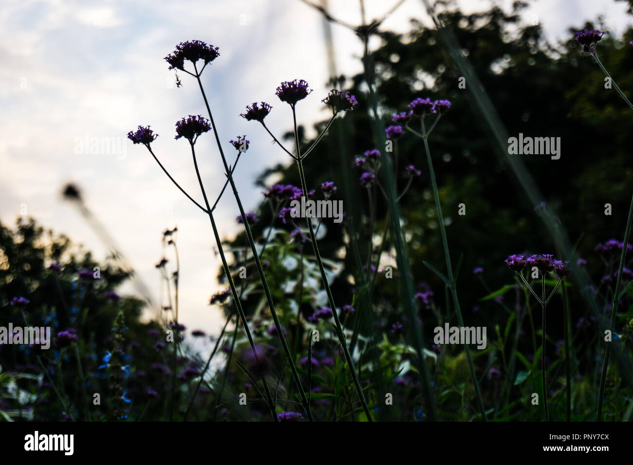 Flower from below hi-res stock photography and images - Alamy