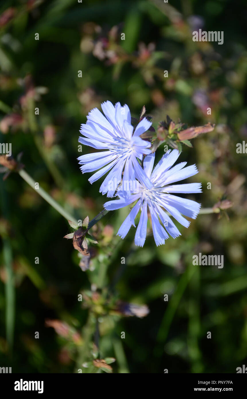 Blue corn flowers in the wilderness Stock Photo - Alamy