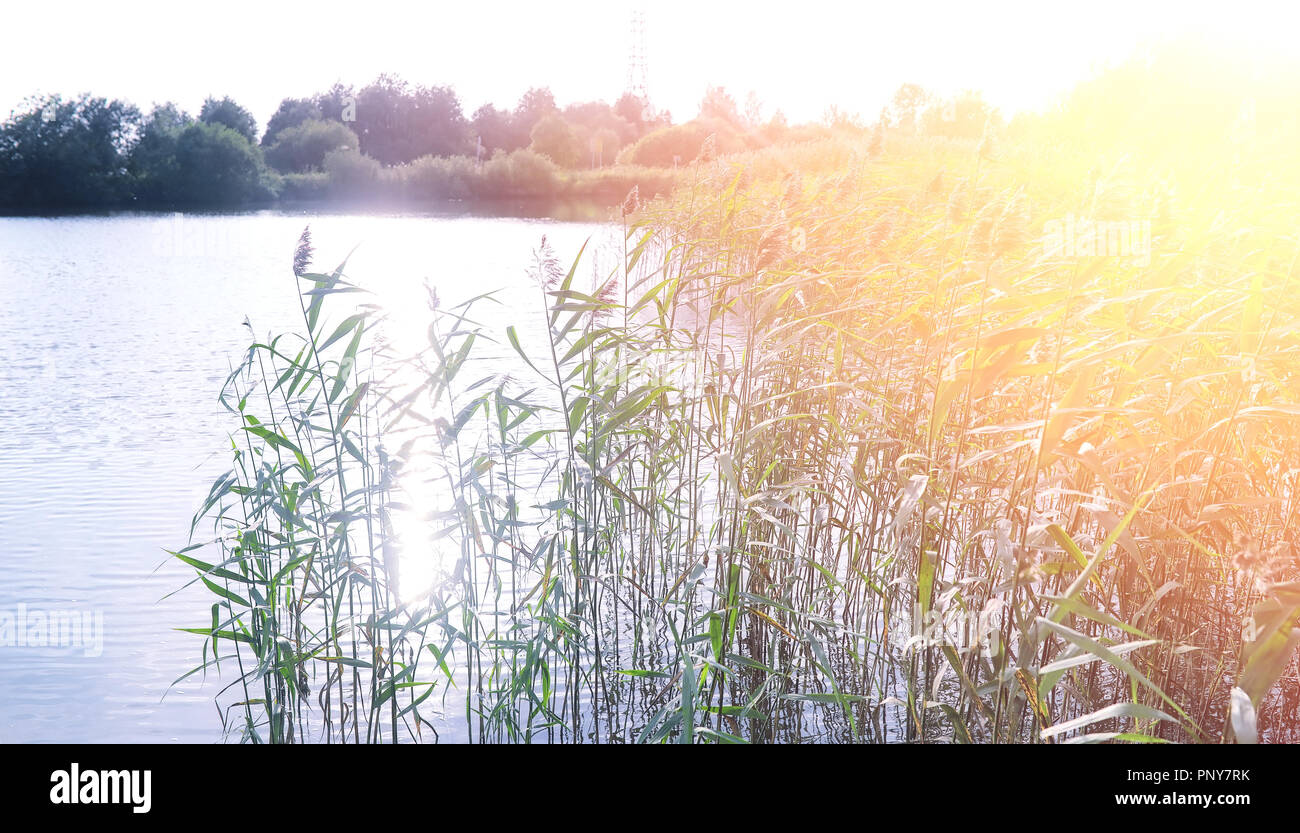 Landscape lake. Texture of water. The lake is at dawn. The mouth Stock ...