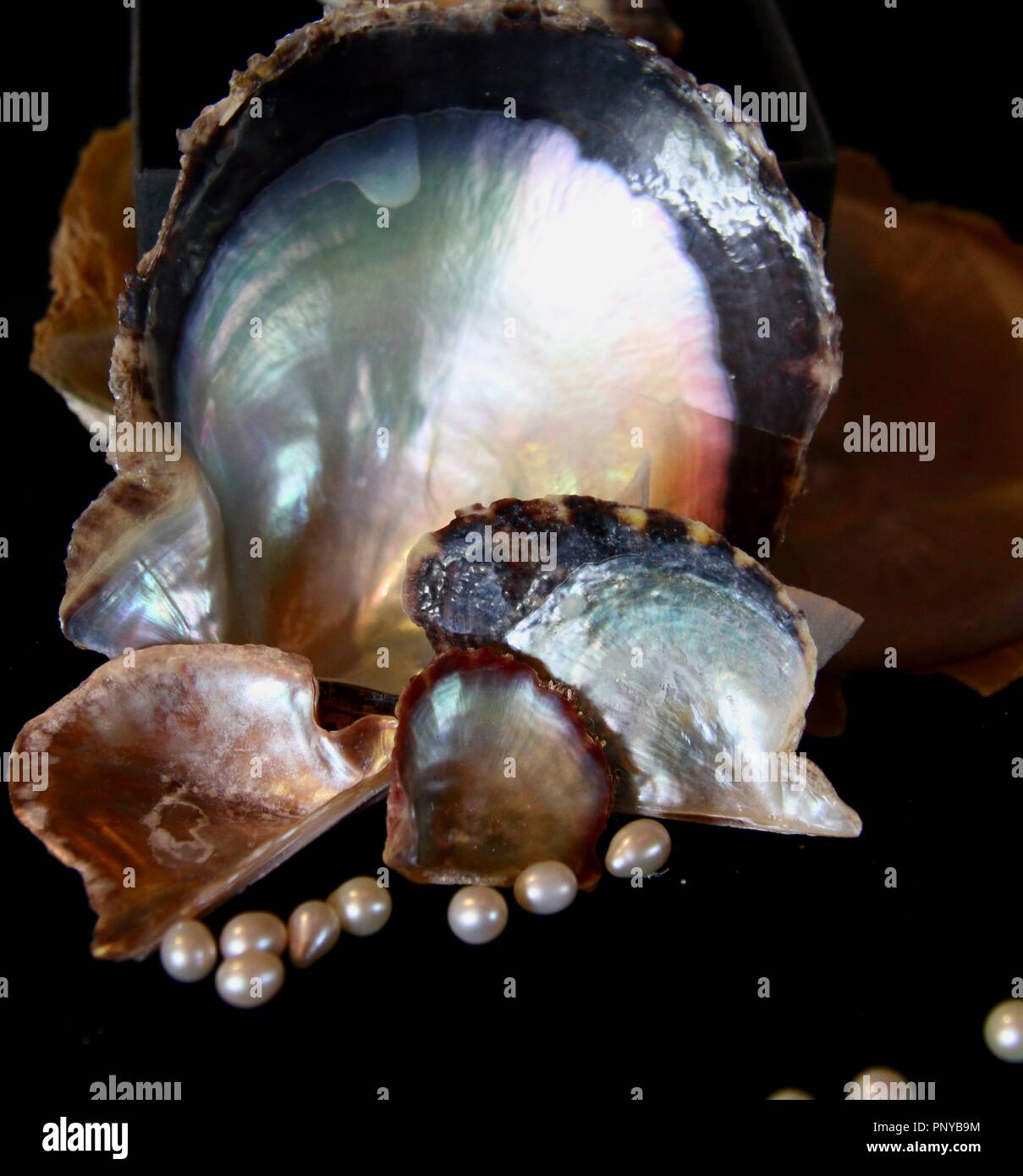 Pearl shell hi-res stock photography and images - Alamy
