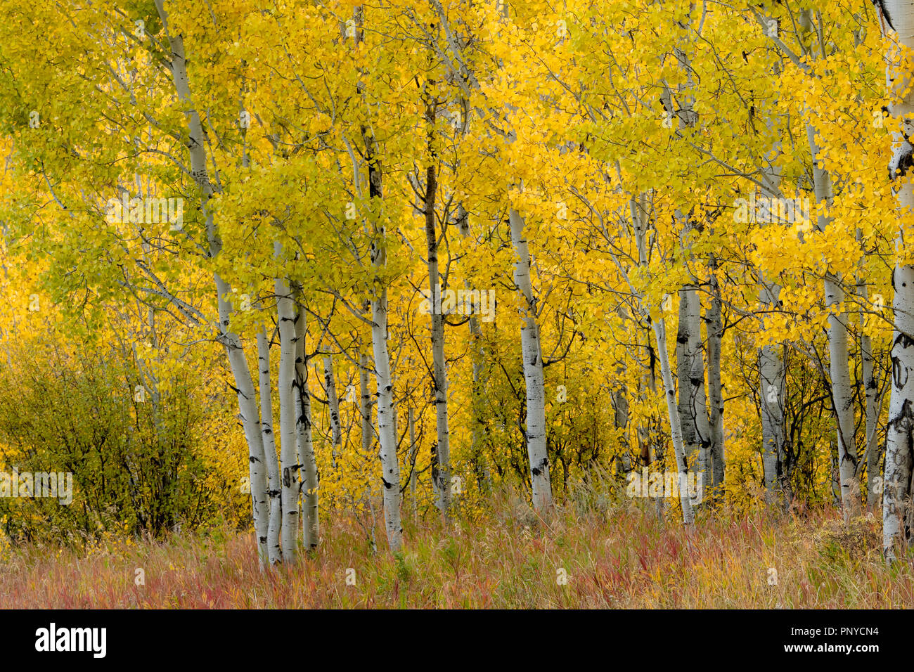 Yellow aspen (Populus tremuloides) denote autumn in Yellowstone ...