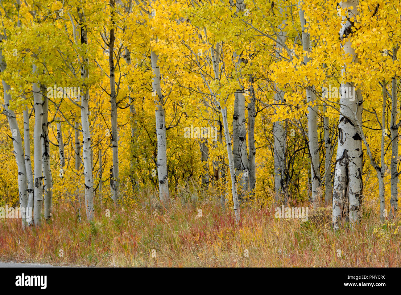 Yellow aspen (Populus tremuloides) denote autumn in Yellowstone ...