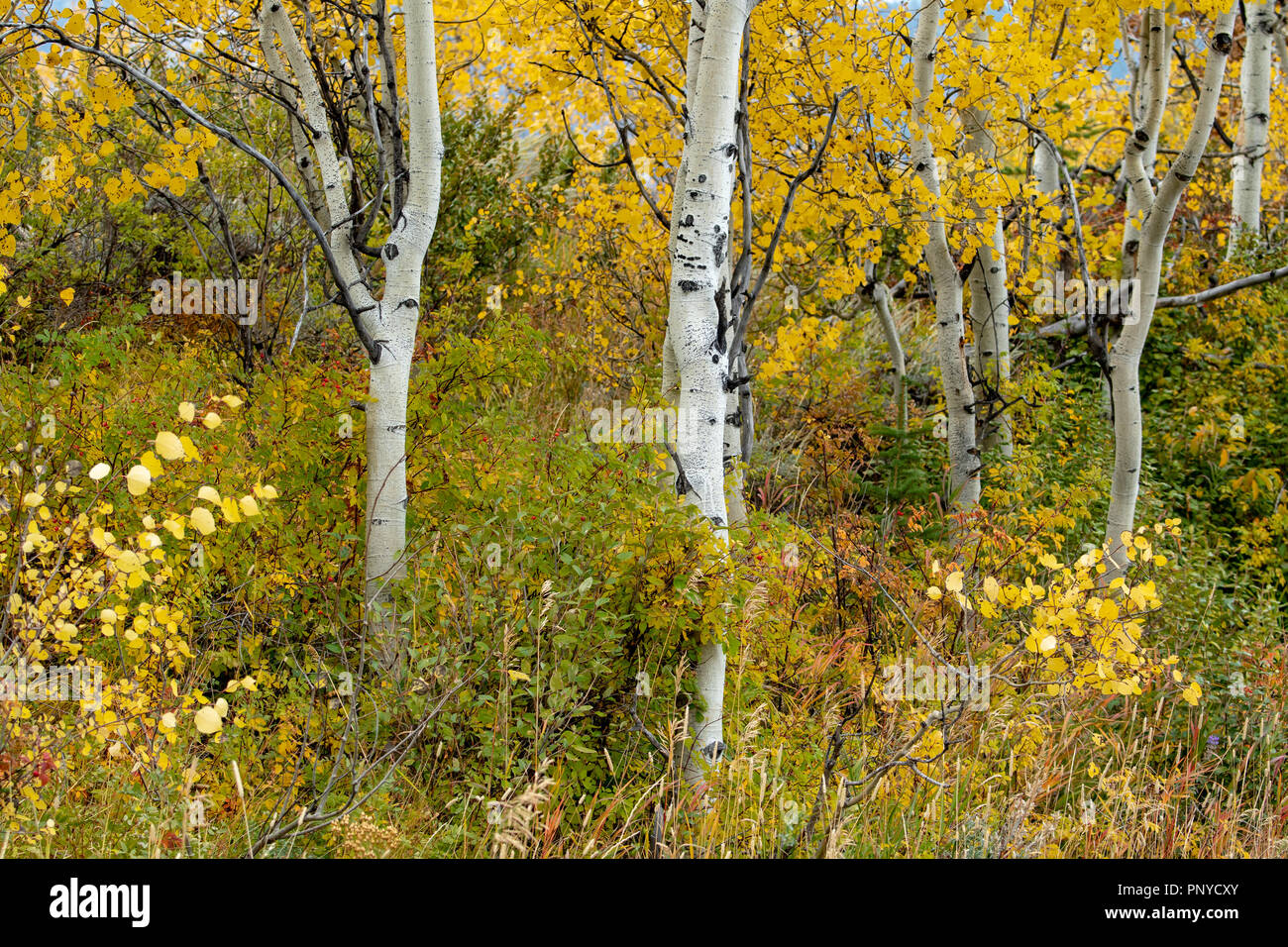 Yellow aspen (Populus tremuloides) denote autumn in Yellowstone ...