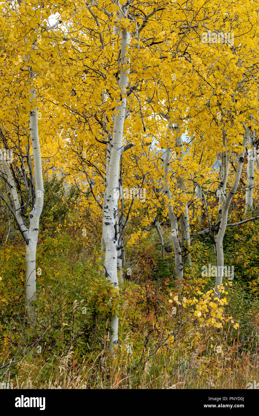 Aspen quakies leaves hi-res stock photography and images - Alamy