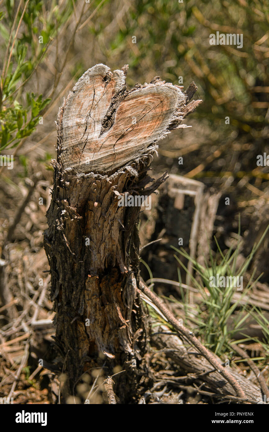 Heart shaped tree stump Stock Photo - Alamy