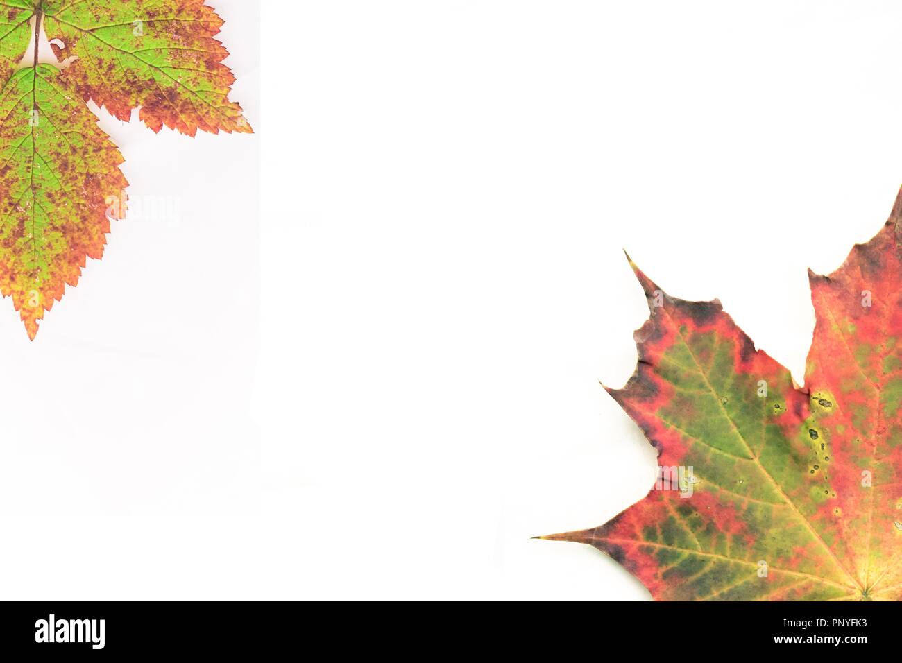 Colourful autumn leaf isolated on white background Stock Photo - Alamy