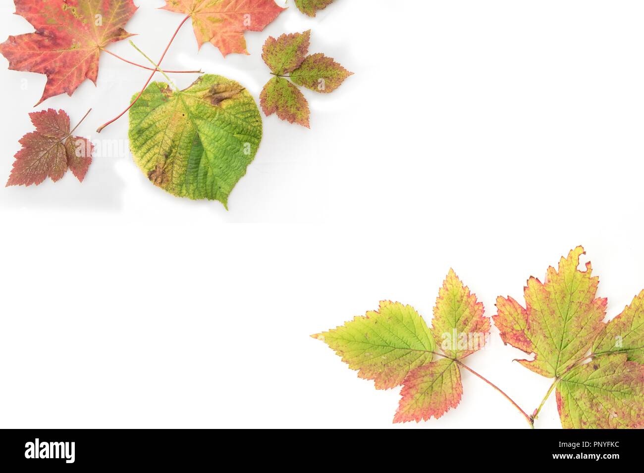 Colourful autumn leaf isolated on white background Stock Photo - Alamy