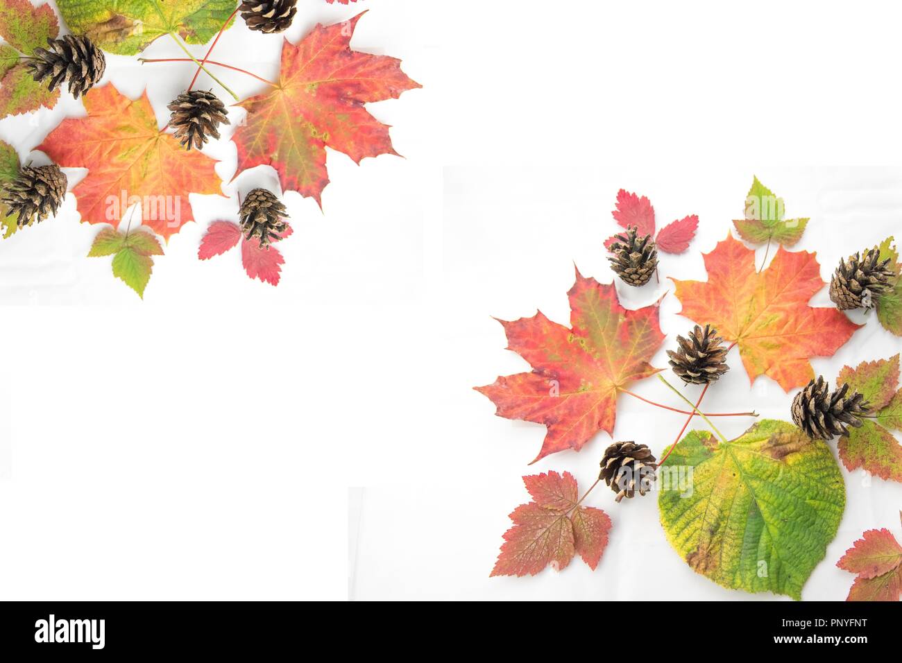 Colourful autumn leaf isolated on white background Stock Photo - Alamy