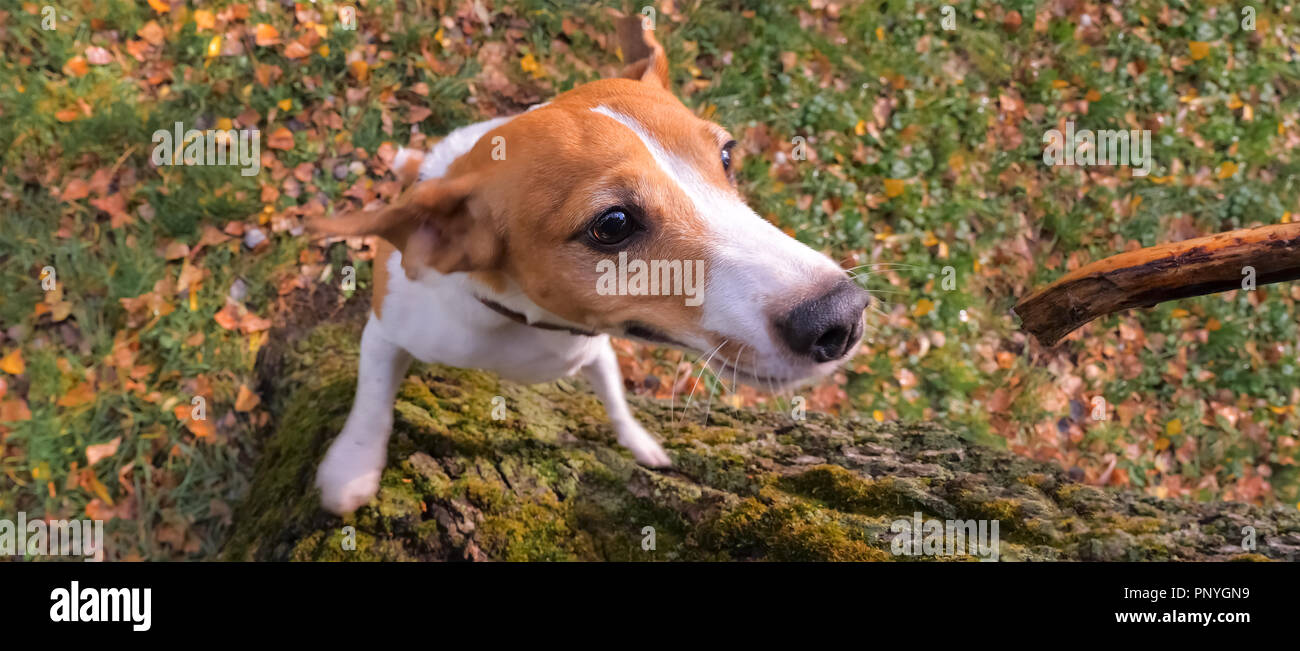 Dog training. Animals trainer. Trained dog background Stock Photo - Alamy
