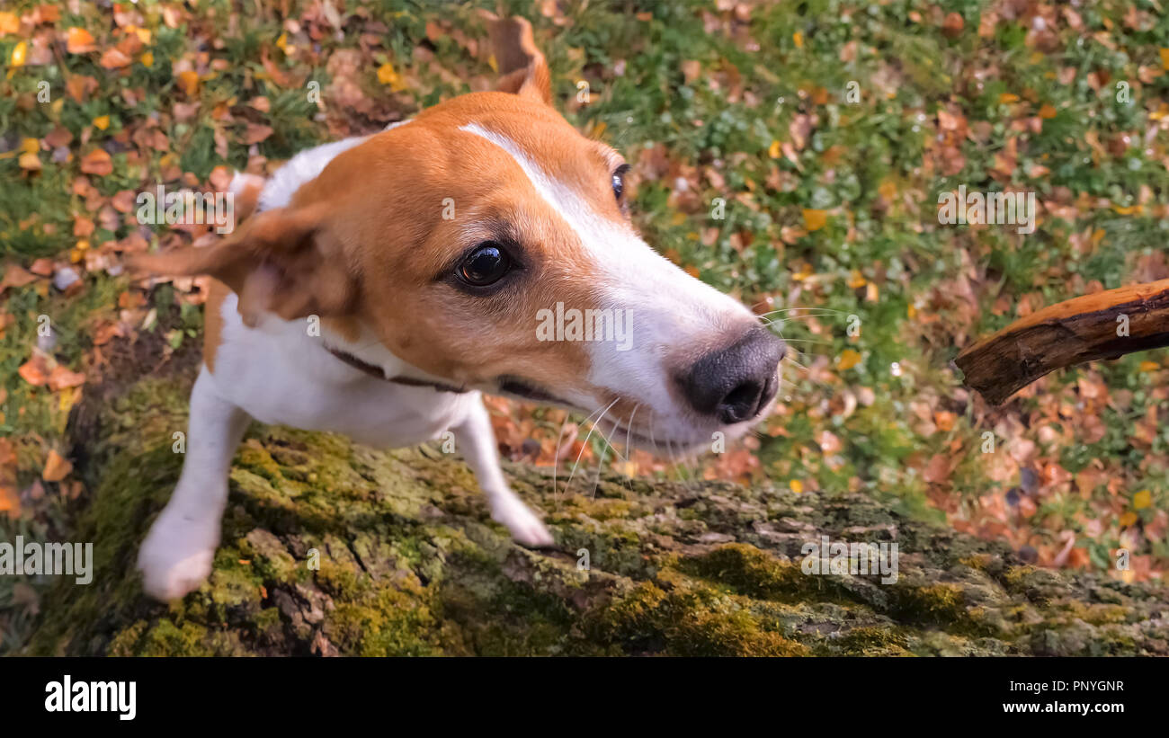 Jack Russell Terrier background. Dog training background Stock Photo ...