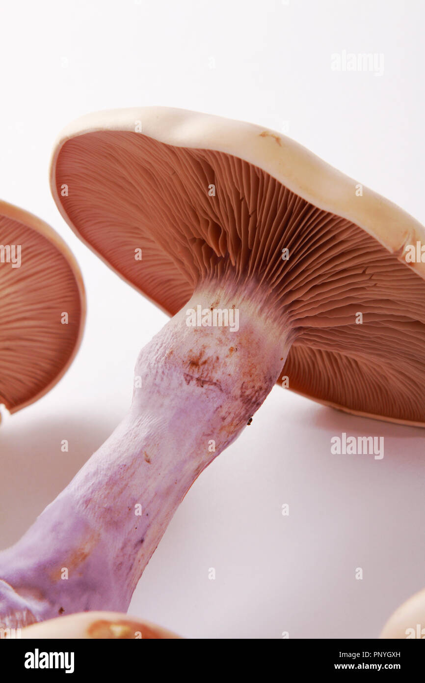 Blue foot mushrooms hi-res stock photography and images - Alamy