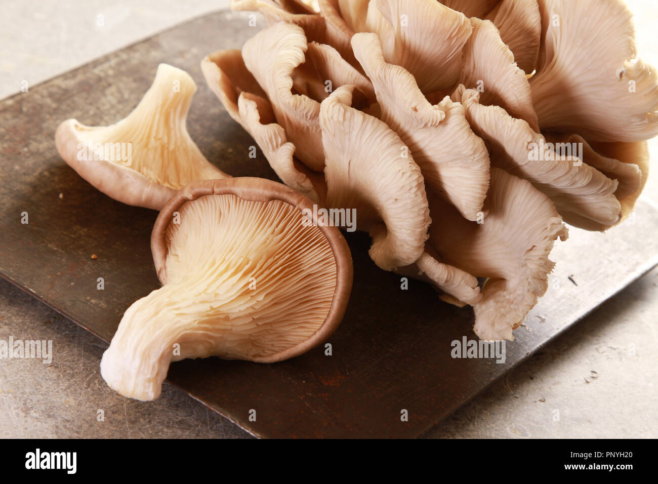 preparing fresh oyster mushrooms Stock Photo - Alamy
