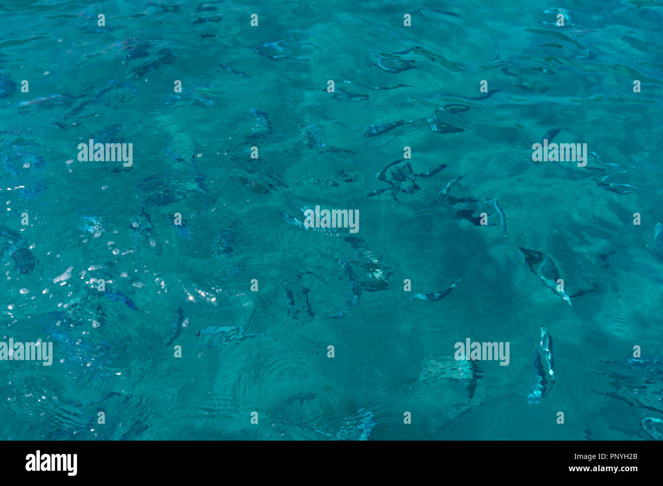 Shoal of fish from above water hi-res stock photography and images - Alamy