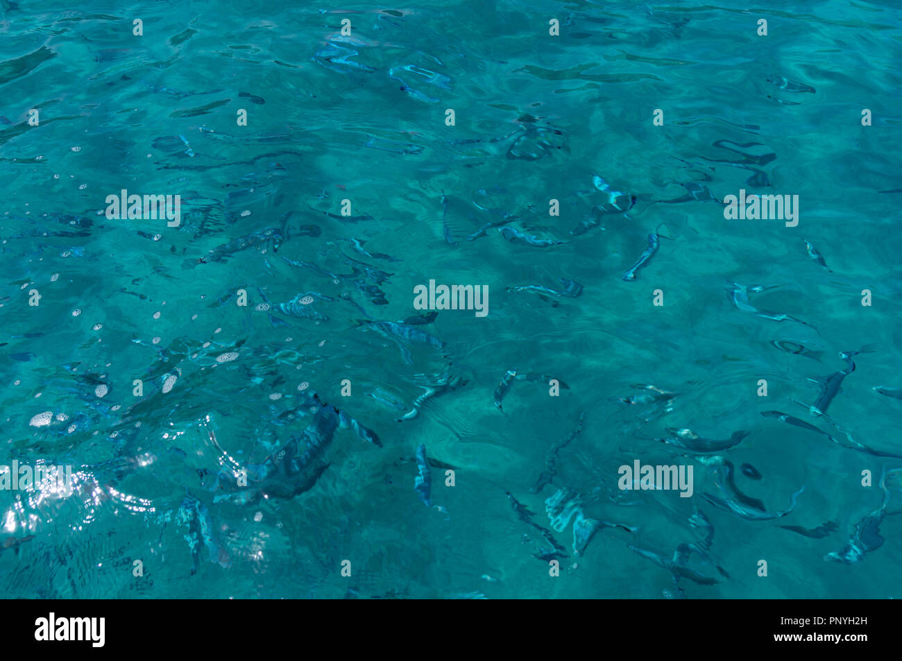 Shoal of fish from above water hi-res stock photography and images - Alamy