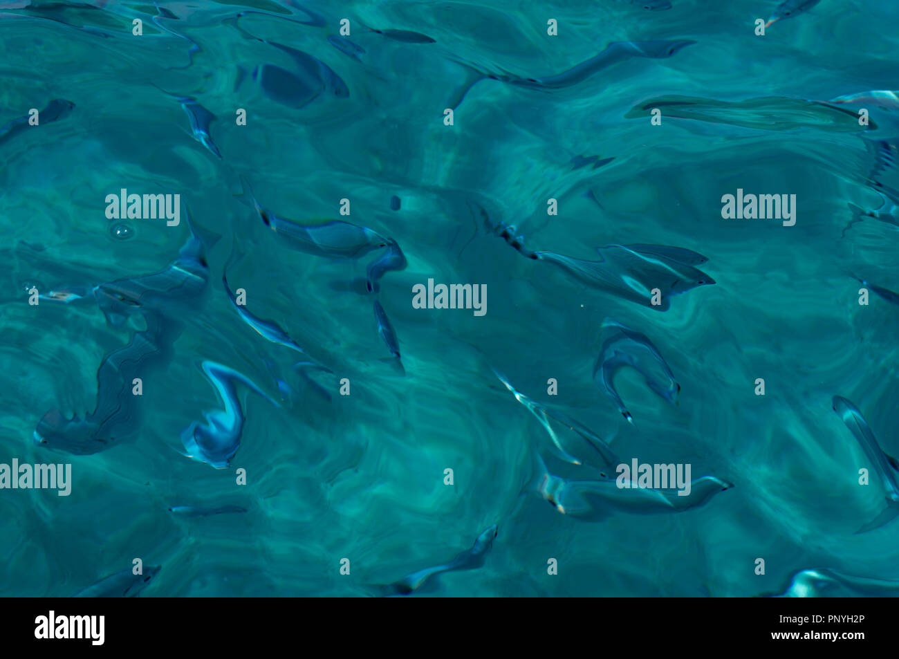 Water fish sardinia hi-res stock photography and images - Alamy