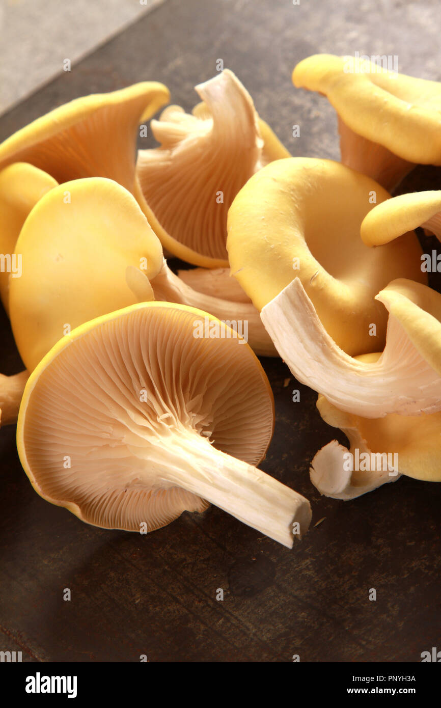 preparing fresh oyster mushrooms Stock Photo - Alamy