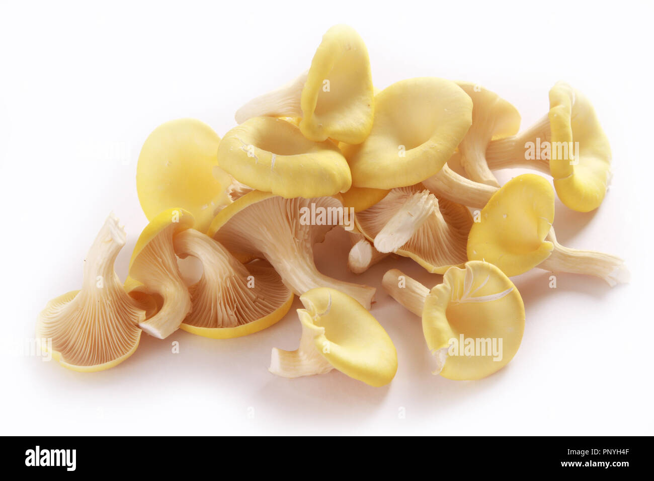 preparing fresh oyster mushrooms Stock Photo - Alamy