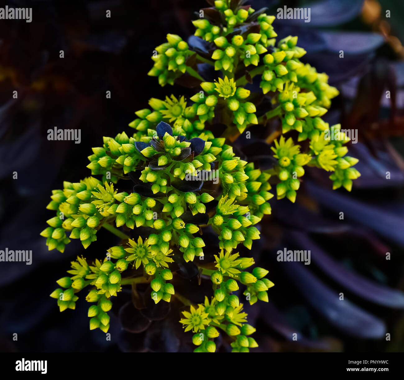 Succulent garden hi-res stock photography and images - Alamy