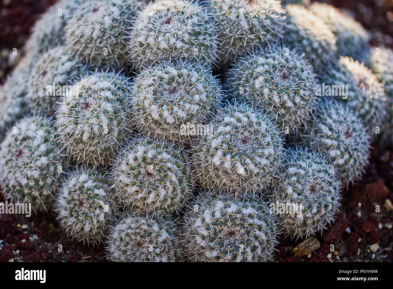 Rare succulents hi-res stock photography and images - Alamy