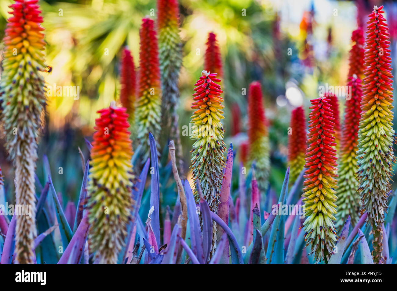 Aloe collector hi-res stock photography and images - Alamy
