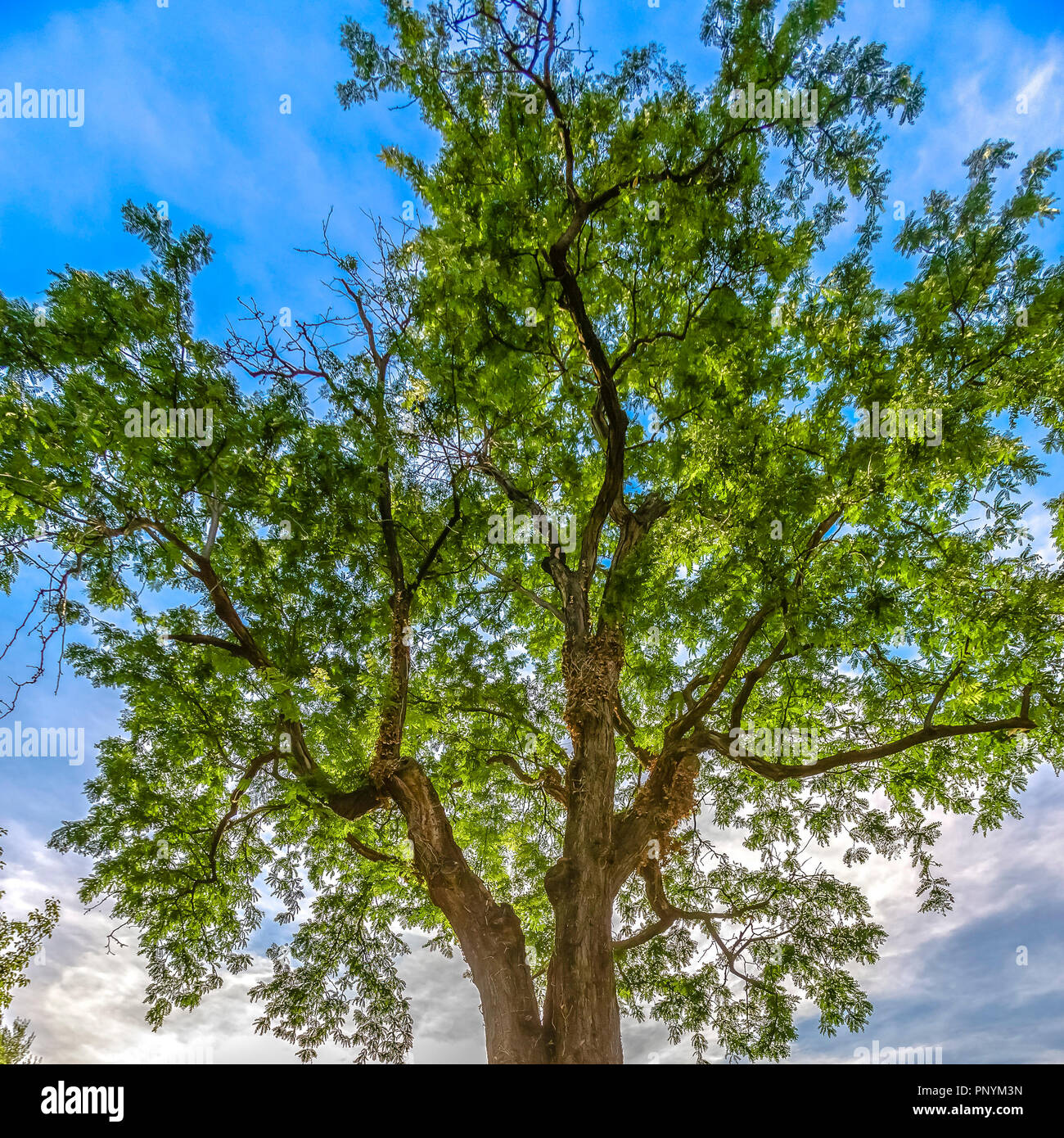 Flourishing leaves and branches hi-res stock photography and images - Alamy