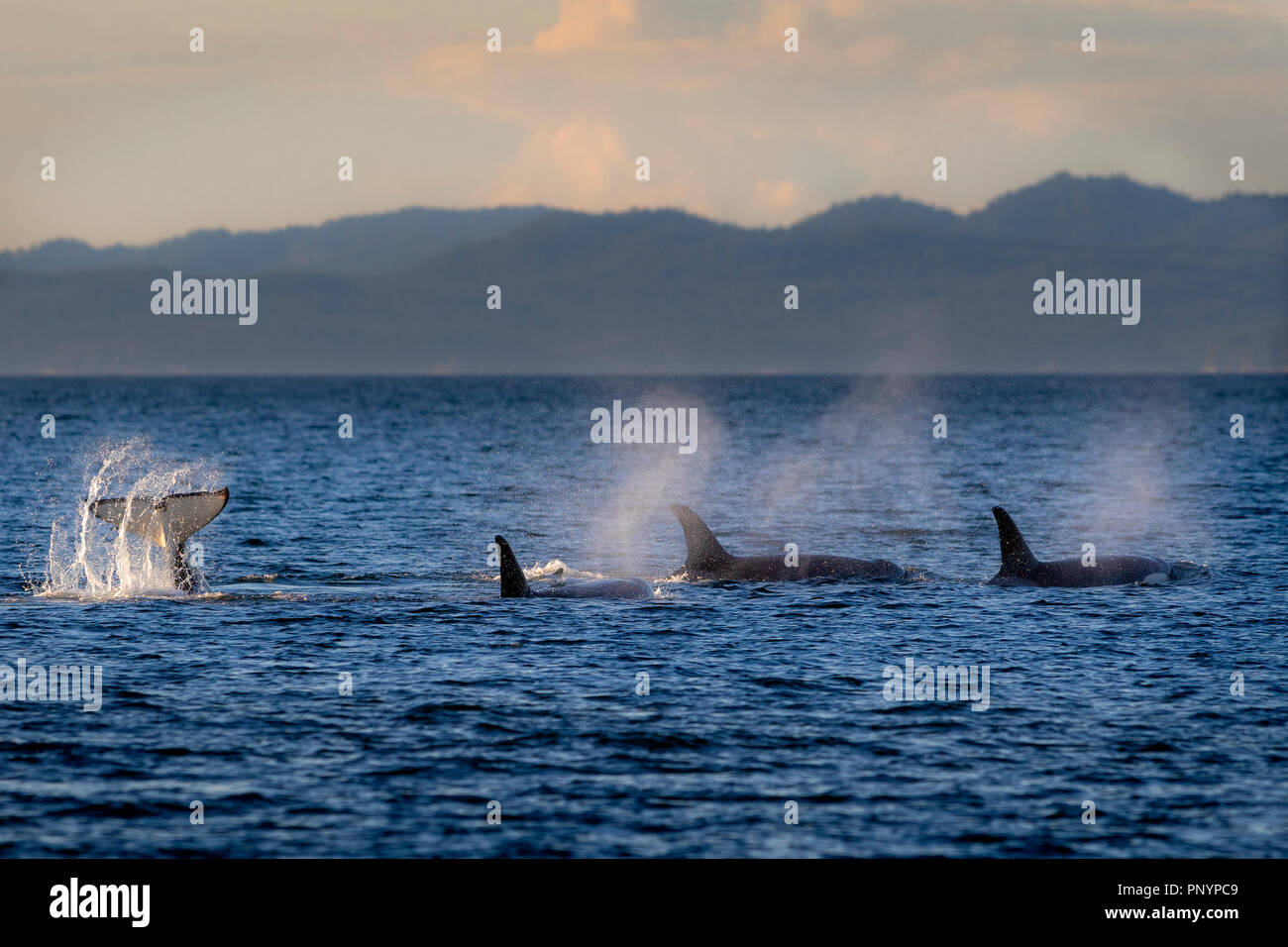 Northern resident orca whale pods (killer whales, Orcinus orca, A & G ...