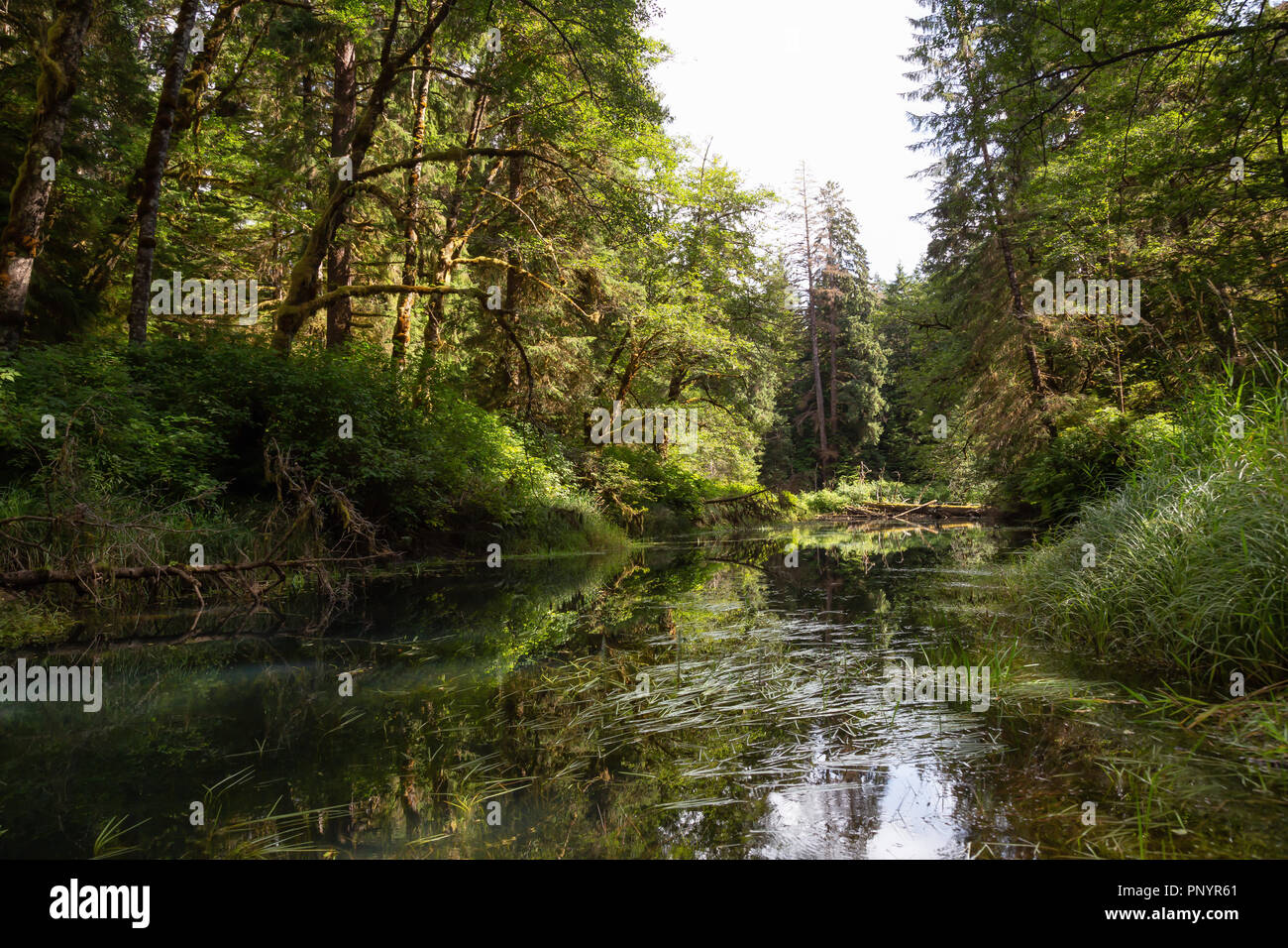 Bc forest forrest water hi-res stock photography and images - Alamy