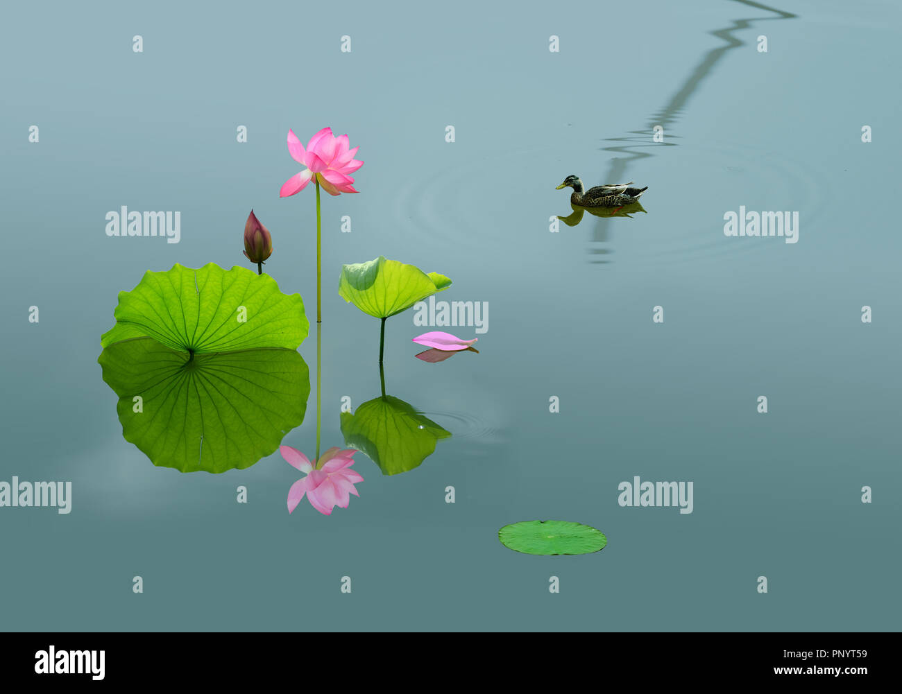 Chinese wonderland hi-res stock photography and images - Alamy