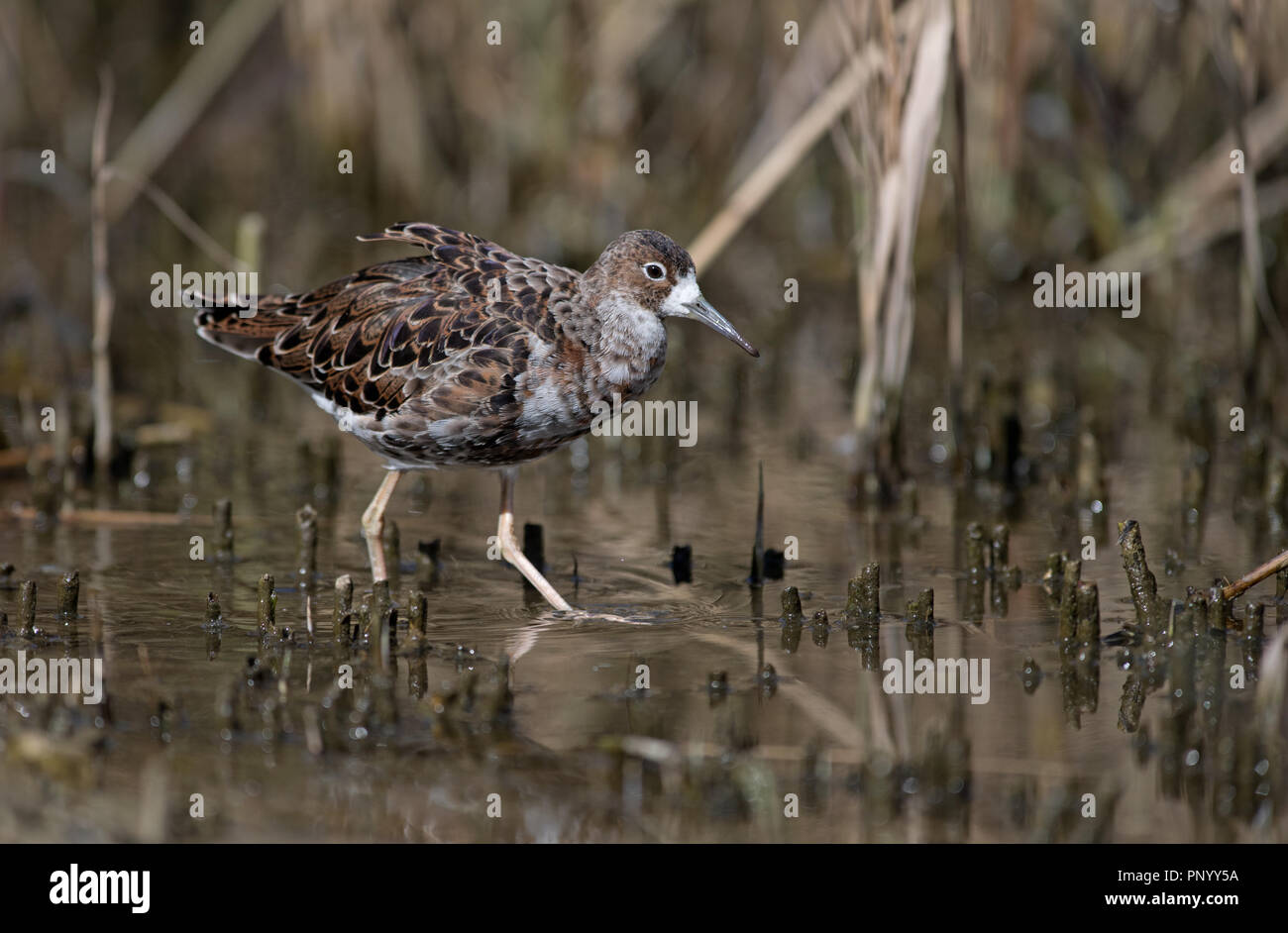 Ruff bird uk hi-res stock photography and images - Alamy