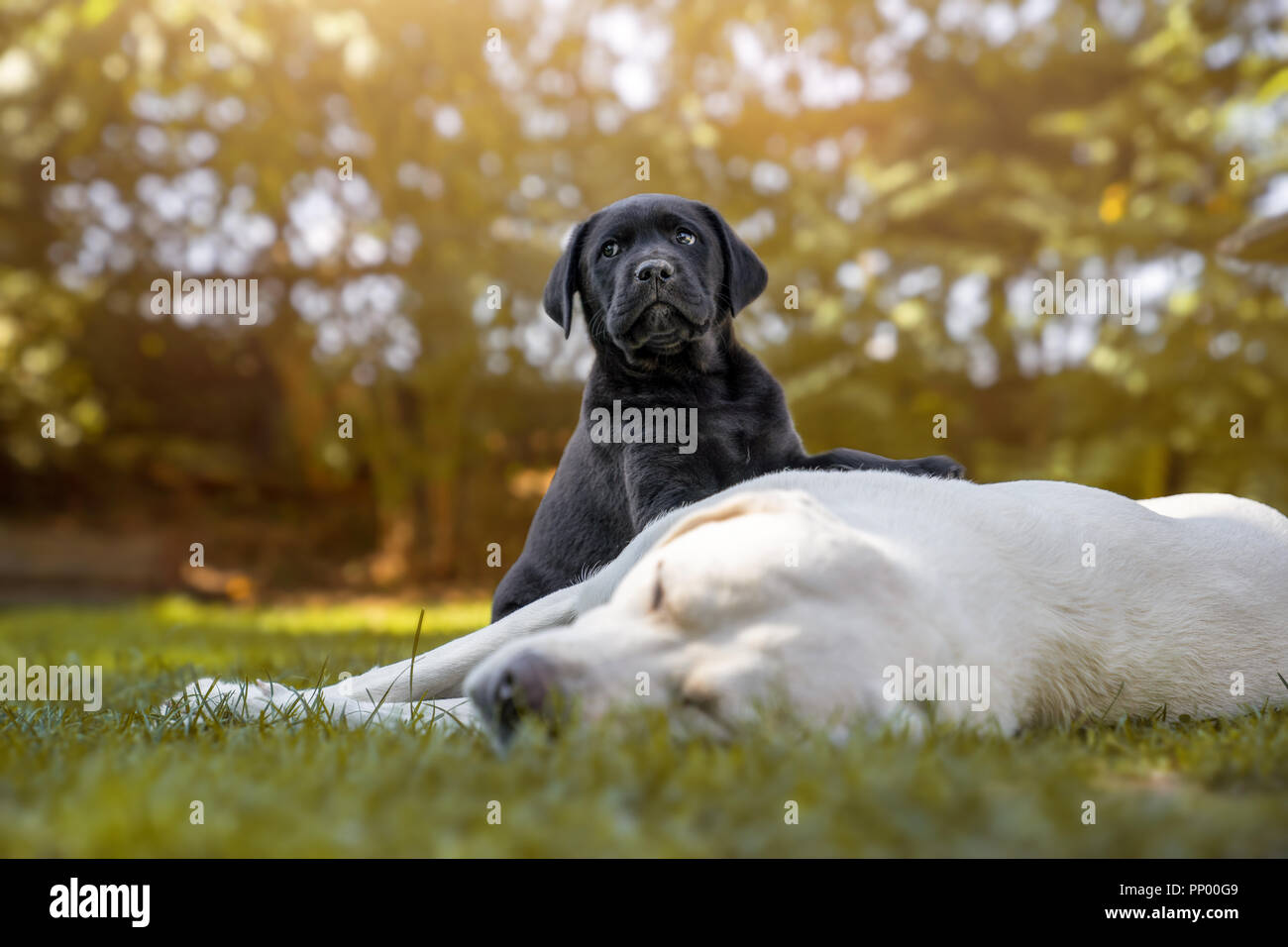portrait of young cute labrador retriever puppy outdoors with adult dog ...