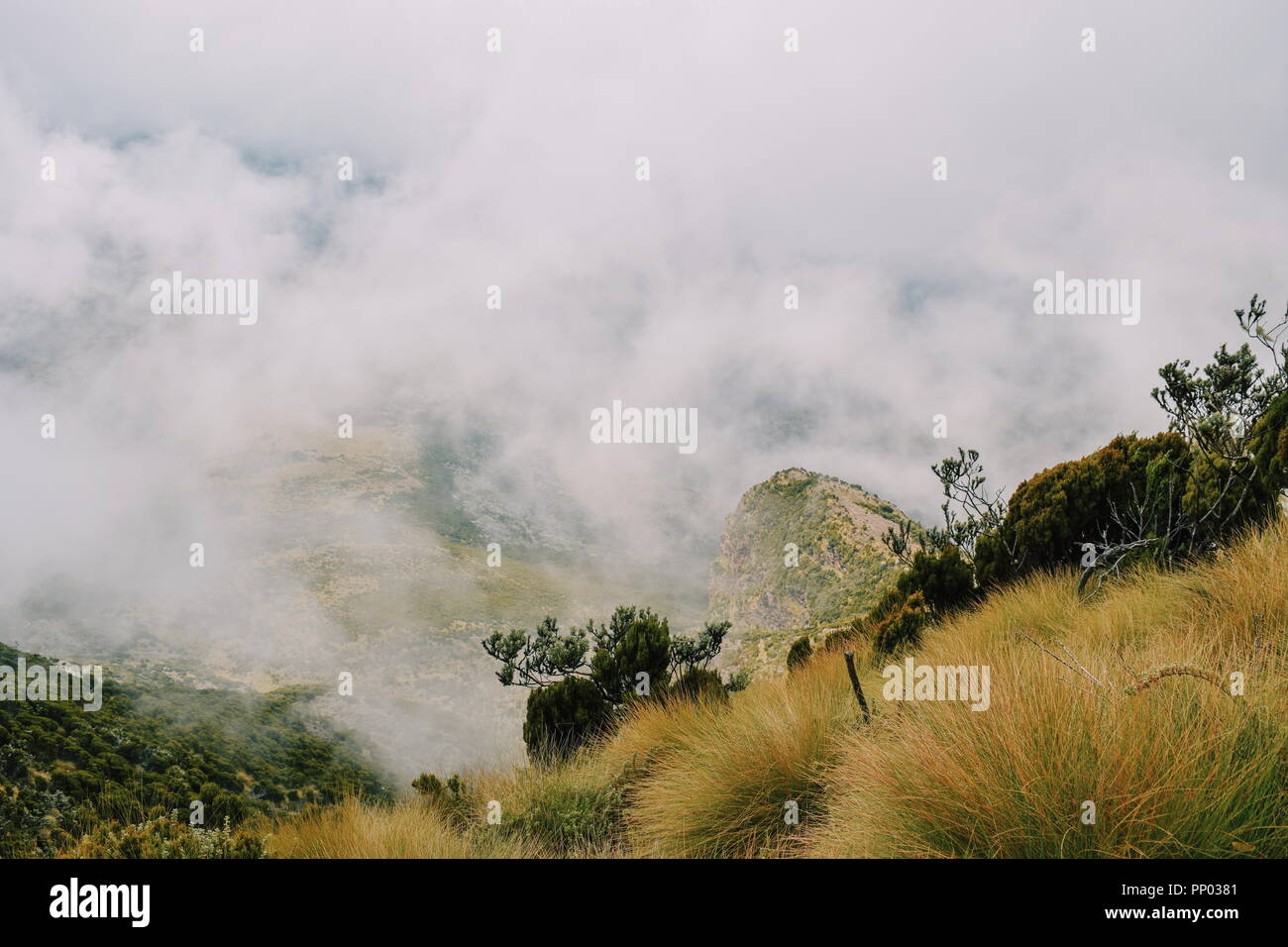Mount kenya bamboo hi-res stock photography and images - Alamy