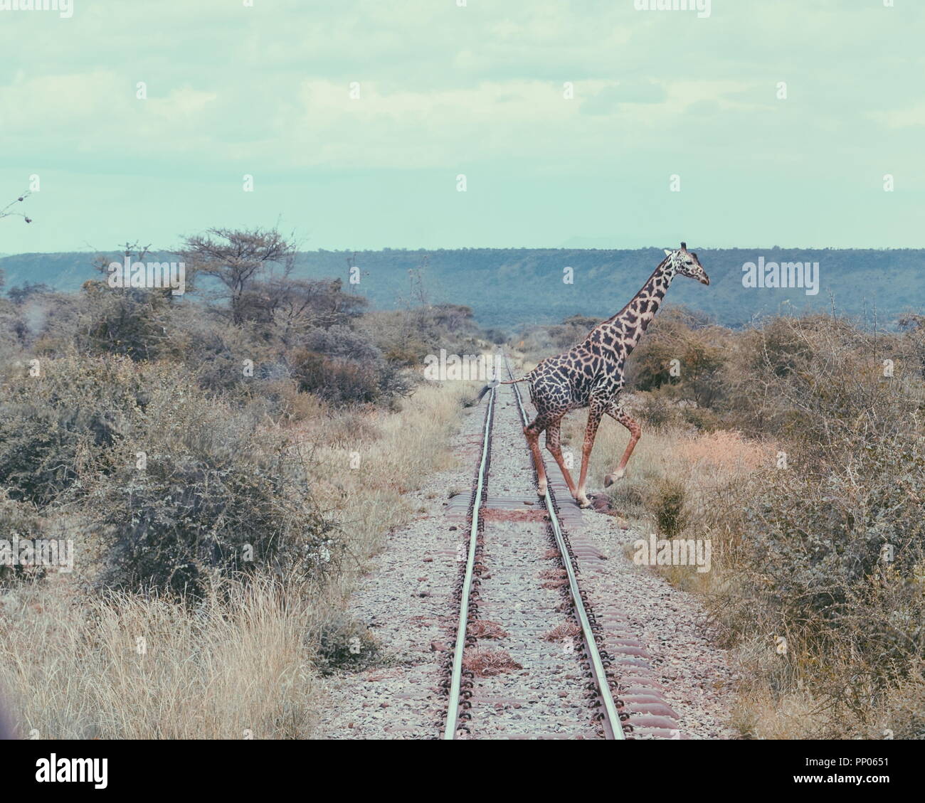 A lone giraffe crossing a railway line at Magadi, Rift Valley, Kenya ...