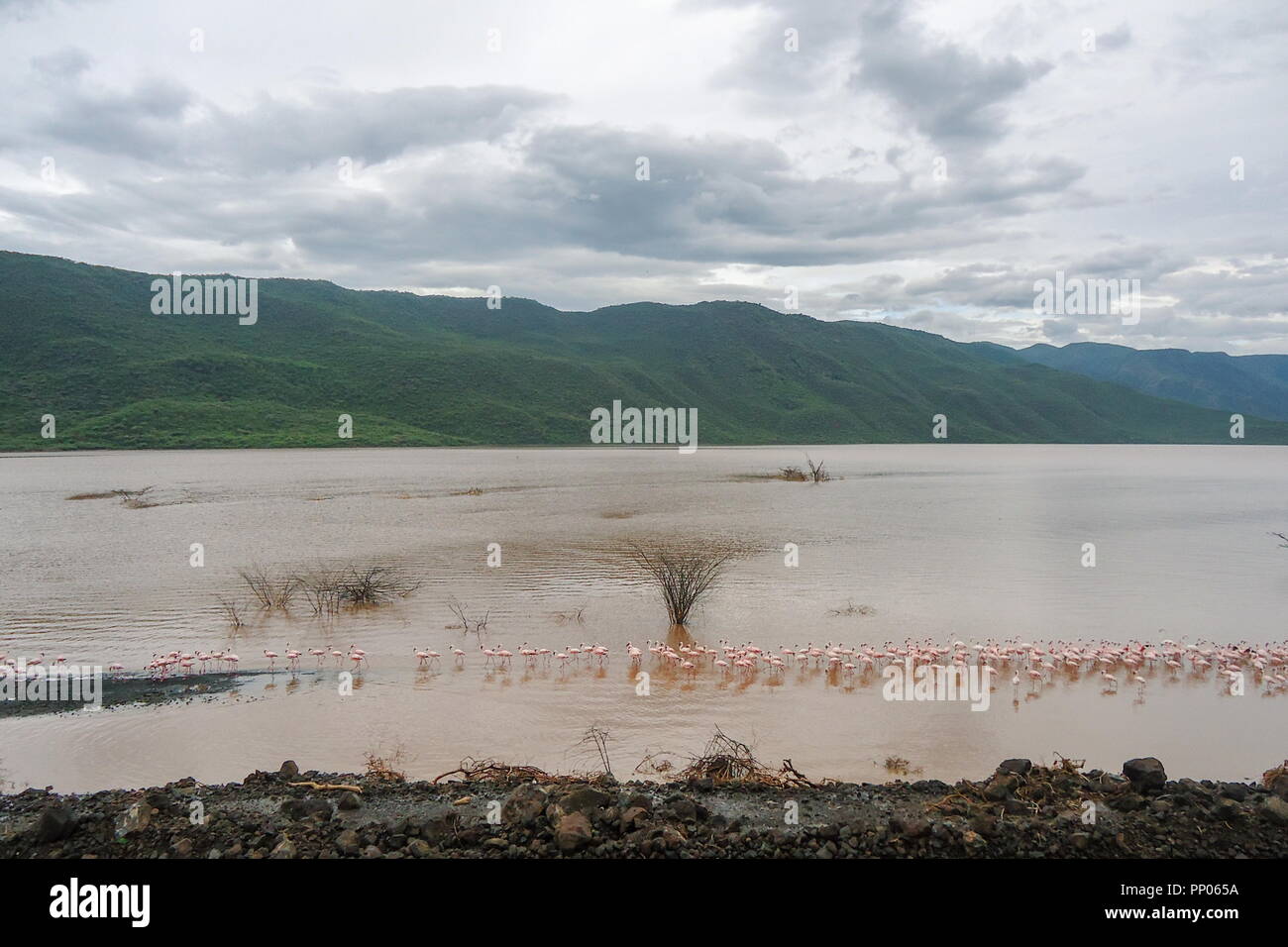 Lake bogoria nature reserve hi-res stock photography and images - Alamy