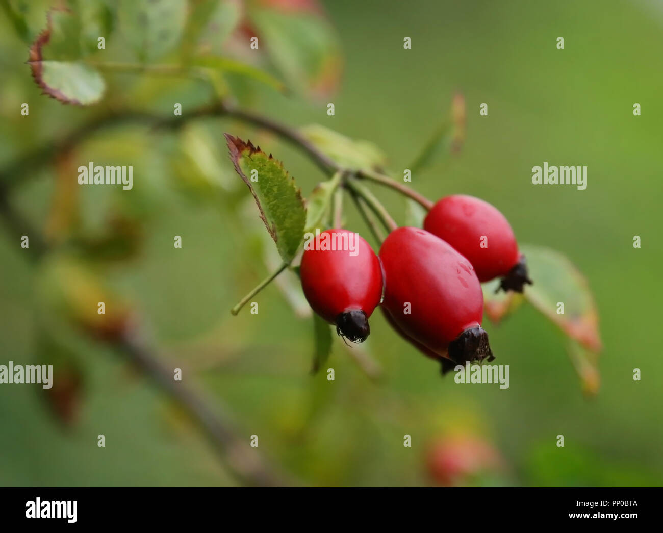 Closeup of madicinal rose hips in nature Stock Photo - Alamy