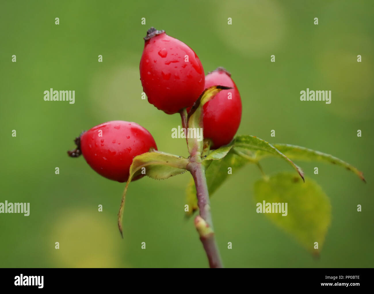 Closeup of madicinal rose hips in nature Stock Photo - Alamy