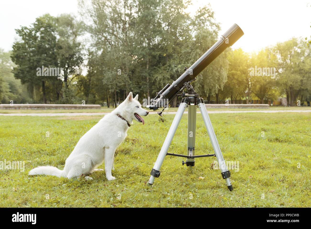 White husky dog with telescope sitting on the grass Stock Photo - Alamy