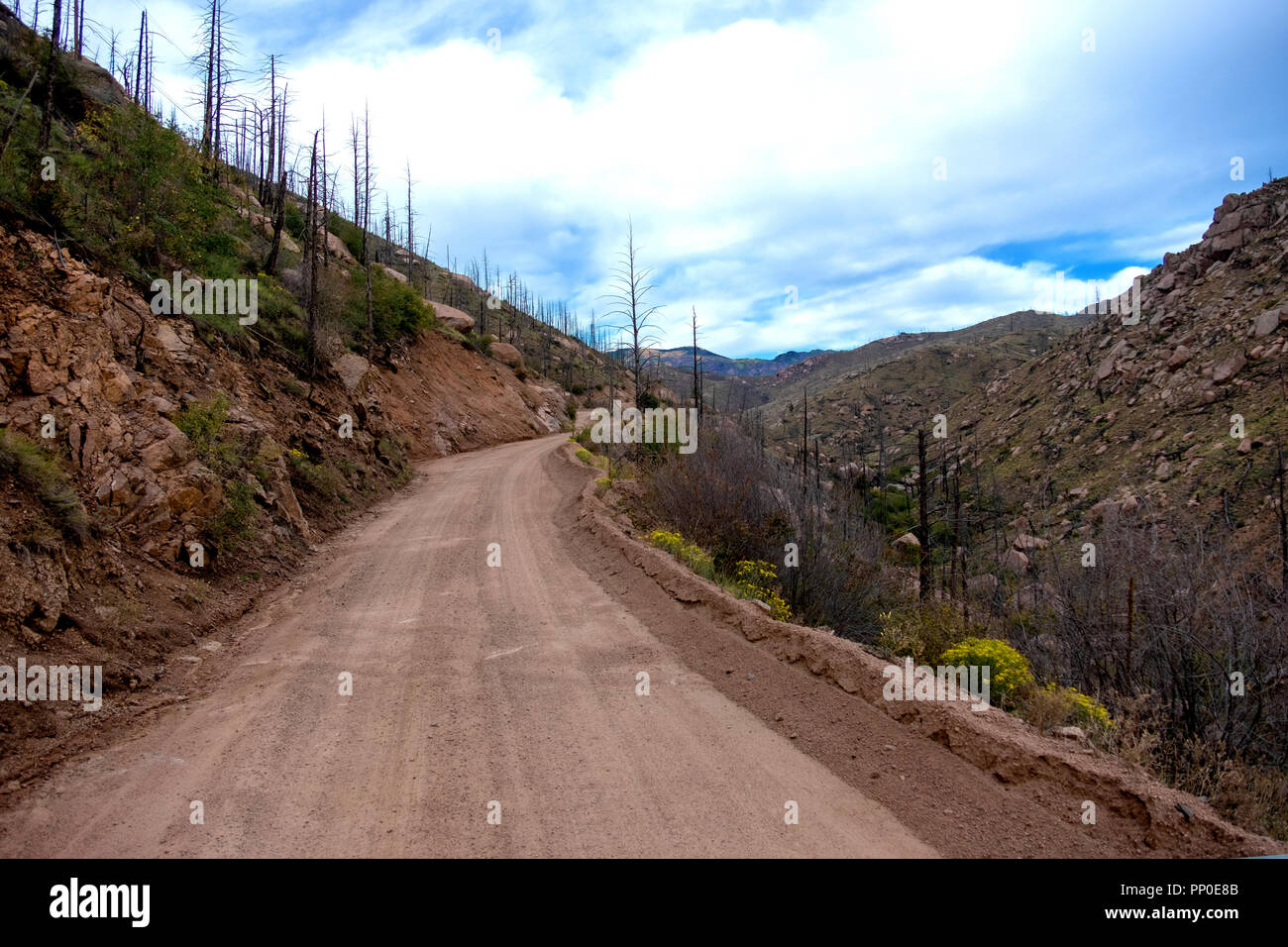 Burned out trees from the 2002 Hayman Fire 16 years later in the Pike ...