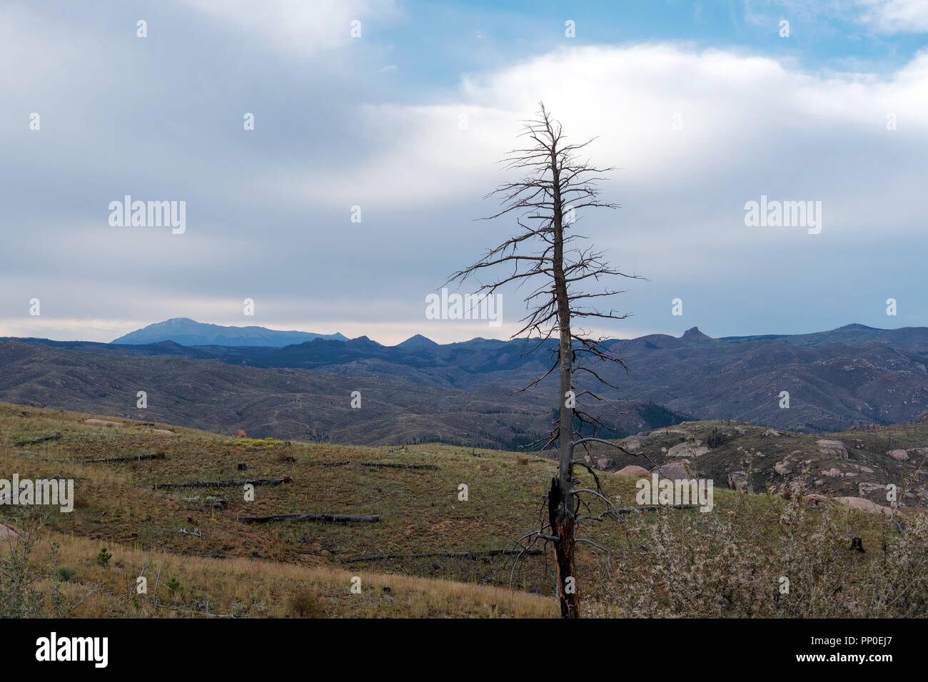 Lone burned out tree from the 2002 Hayman Fire 16 years later in the ...
