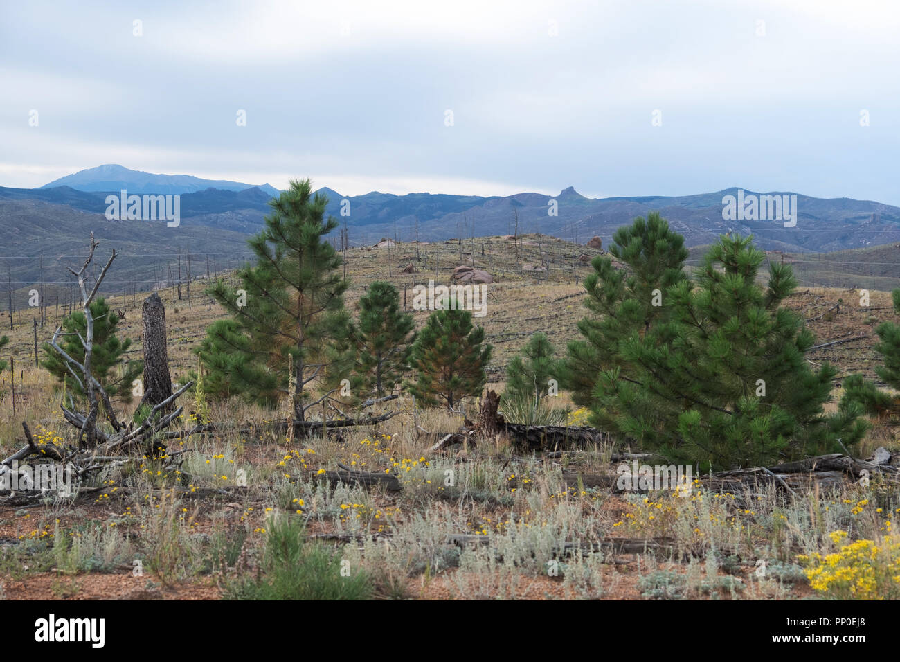 Damaged pike hi-res stock photography and images - Alamy