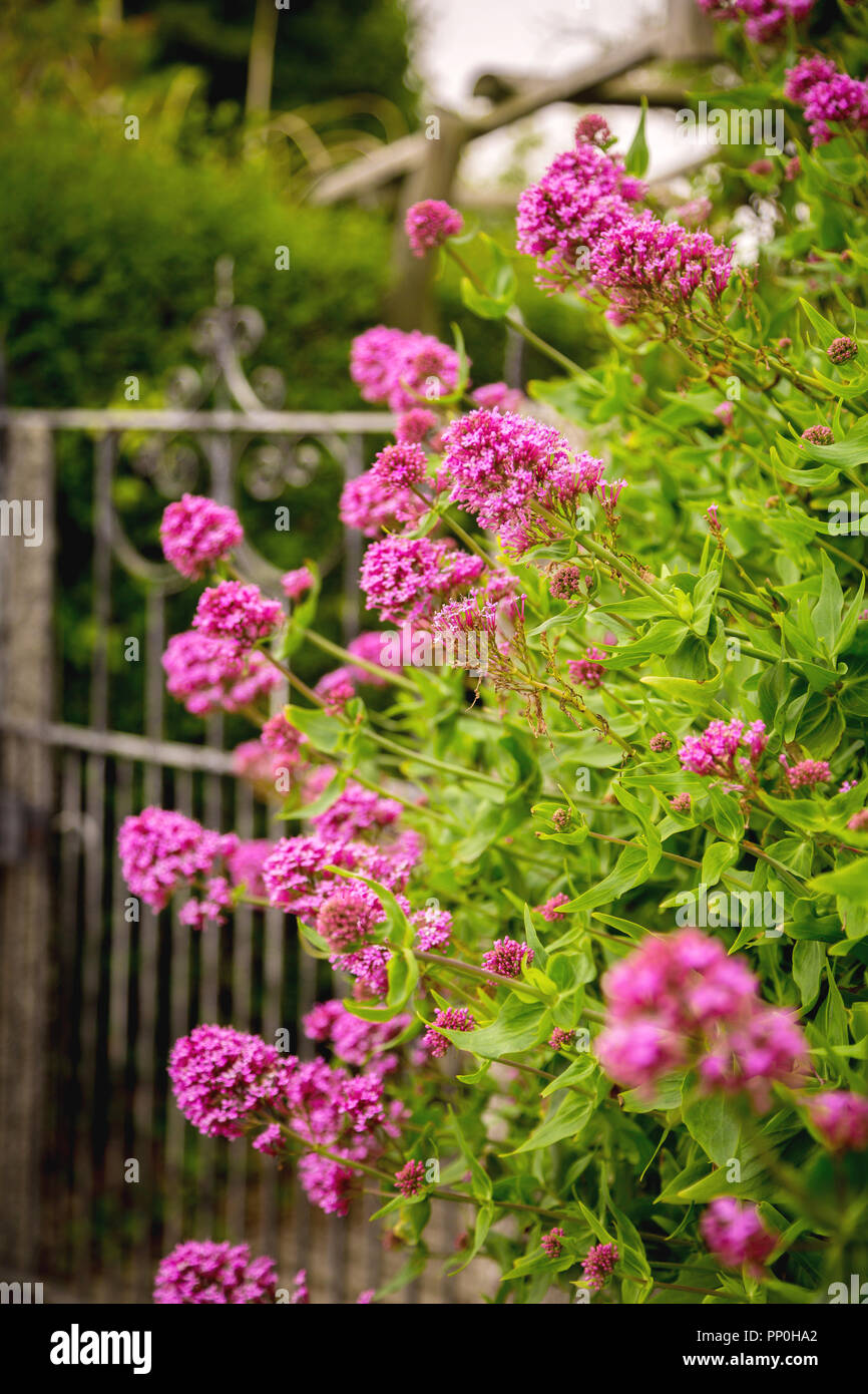 Lovely garden flowers hi-res stock photography and images - Alamy