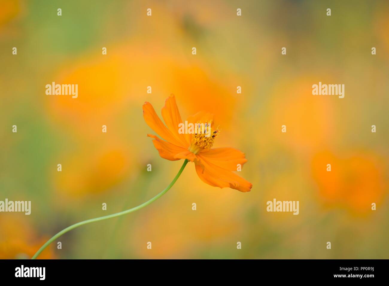 Macro details of summer sulfur Cosmos flower Stock Photo - Alamy