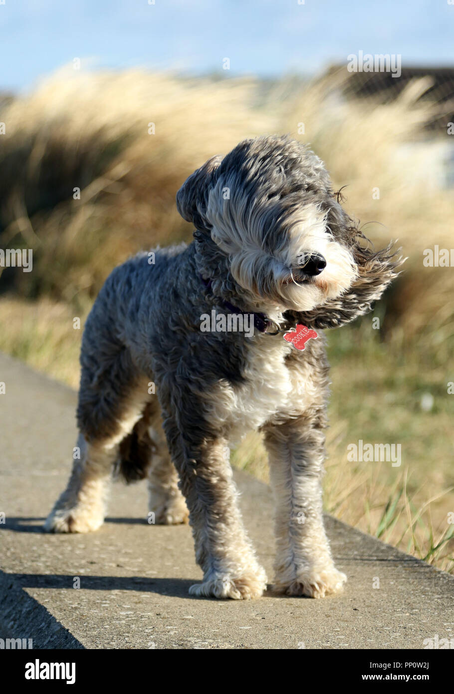 Cockapoo on a windy day hi-res stock photography and images - Alamy