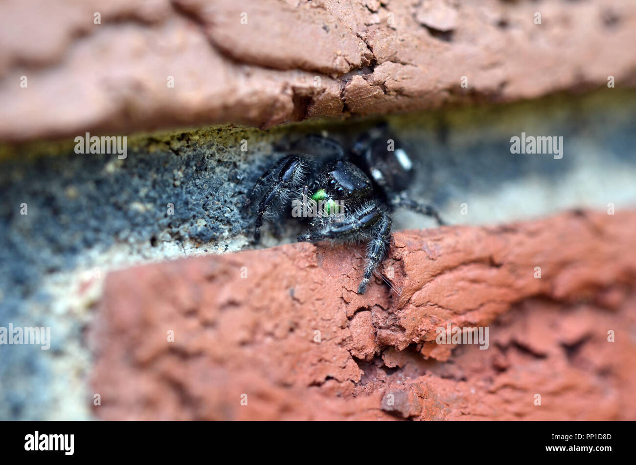 Spider on a Brick Wall Stock Photo - Alamy